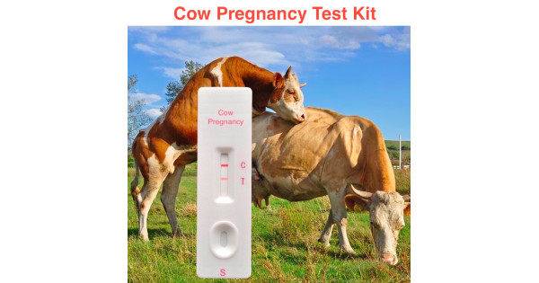 TG0513 cow pregnancy test kit, test once to obtain result